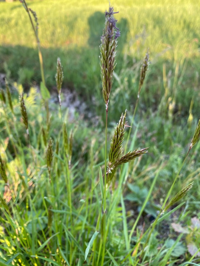 Reukgras - Zaadhandel Neutkens BV | Webshop