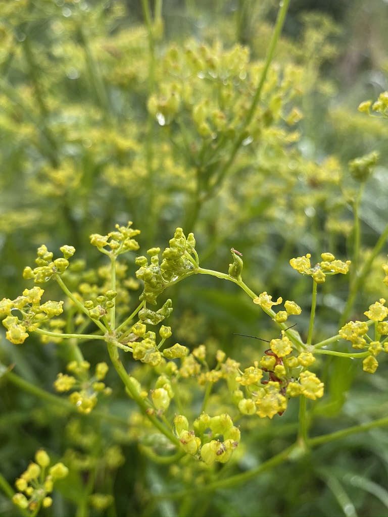 Pastinaak - Zaadhandel Neutkens BV | Webshop