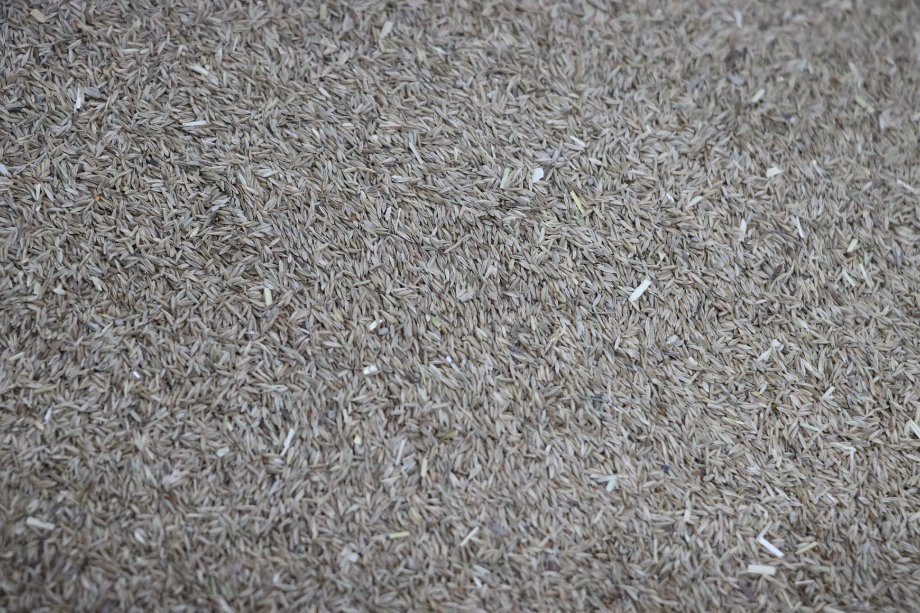 Ruw beemdgras - Zaadhandel Neutkens BV | Webshop