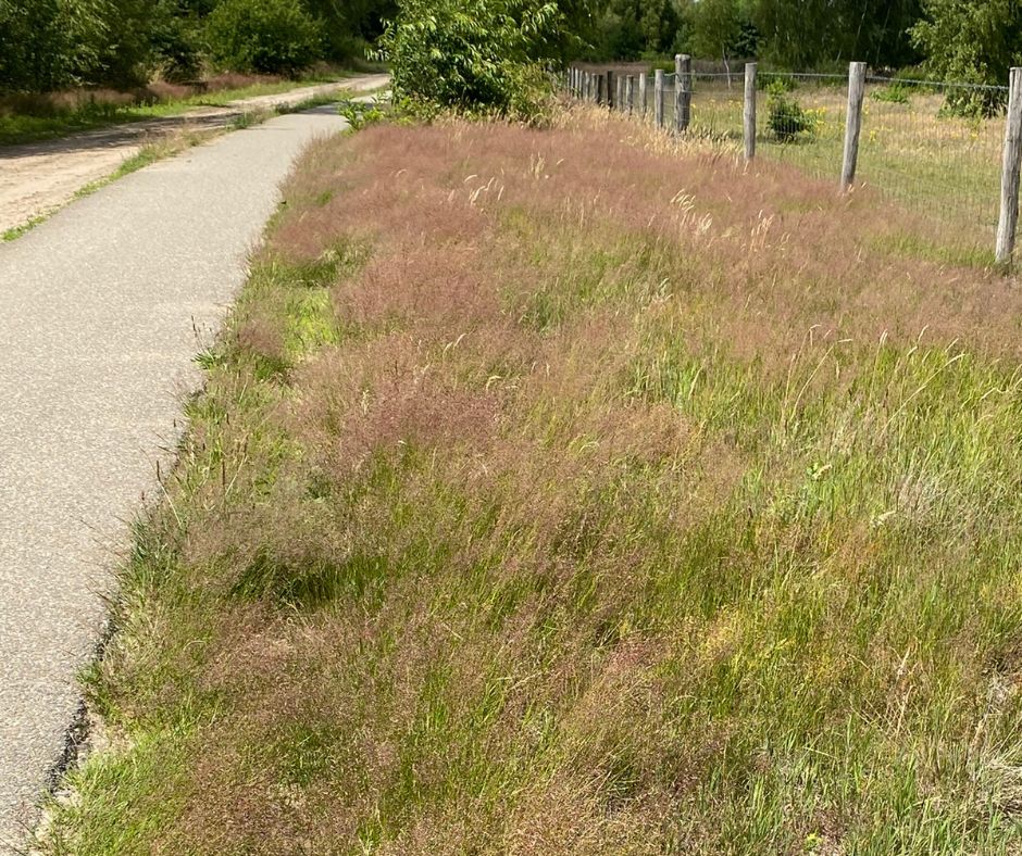 Struisgras gewoon - Zaadhandel Neutkens BV | Webshop