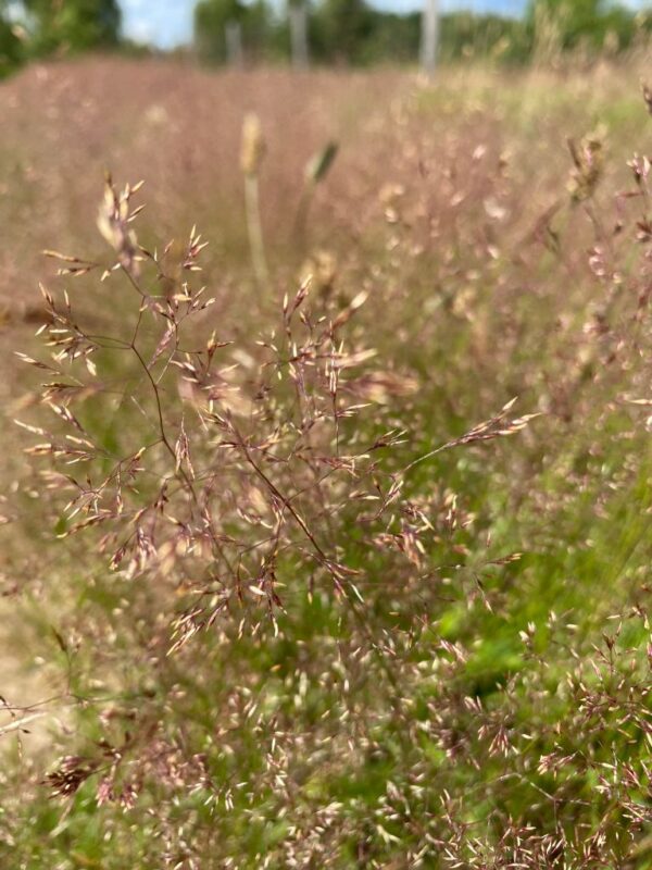 Struisgras gewoon - Zaadhandel Neutkens BV | Webshop