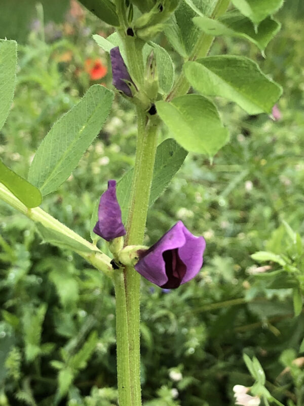 Wikken zomer - Biologisch - Zaadhandel Neutkens BV | Webshop