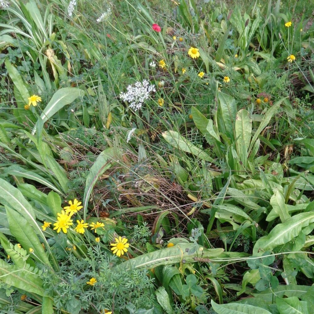 Kruidenrijke bermen & wadi's Archieven - Zaadhandel Neutkens BV | Webshop