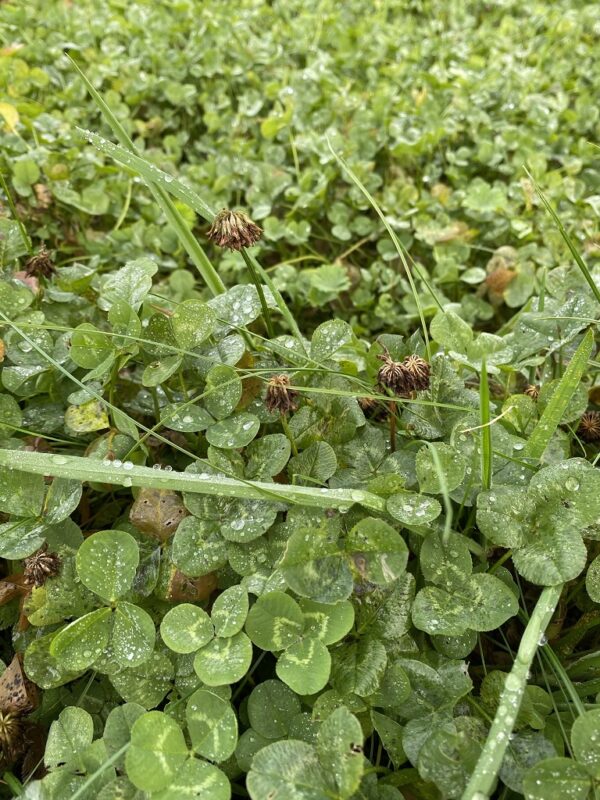 Microklaver - Zaadhandel Neutkens BV | Webshop