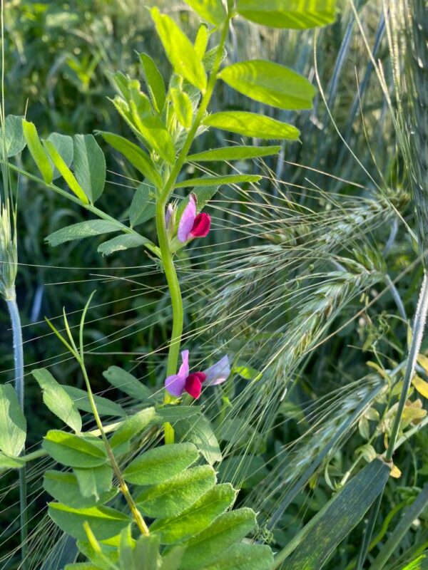 Wikken winter - Biologisch - Zaadhandel Neutkens BV | Webshop