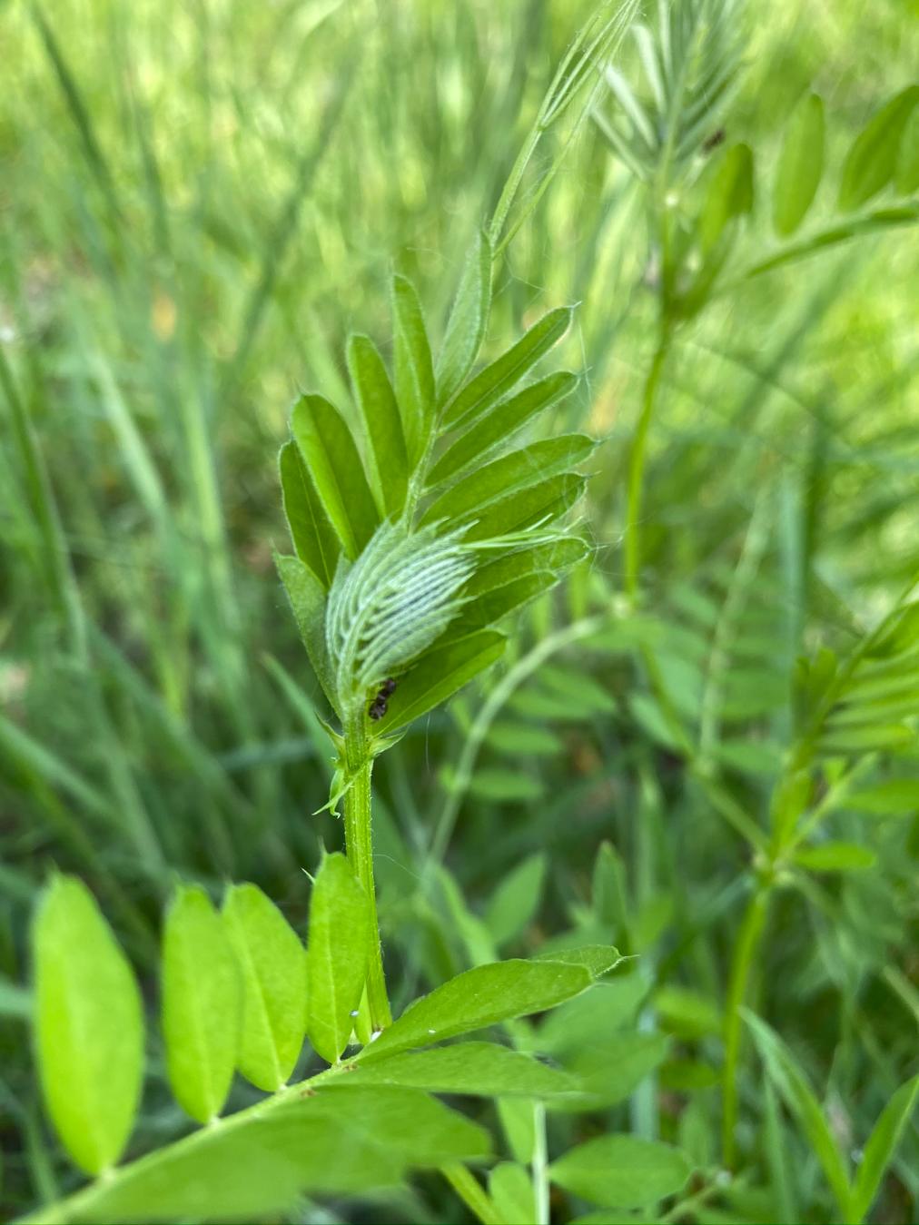 Wikke winter - Zaadhandel Neutkens BV | Webshop