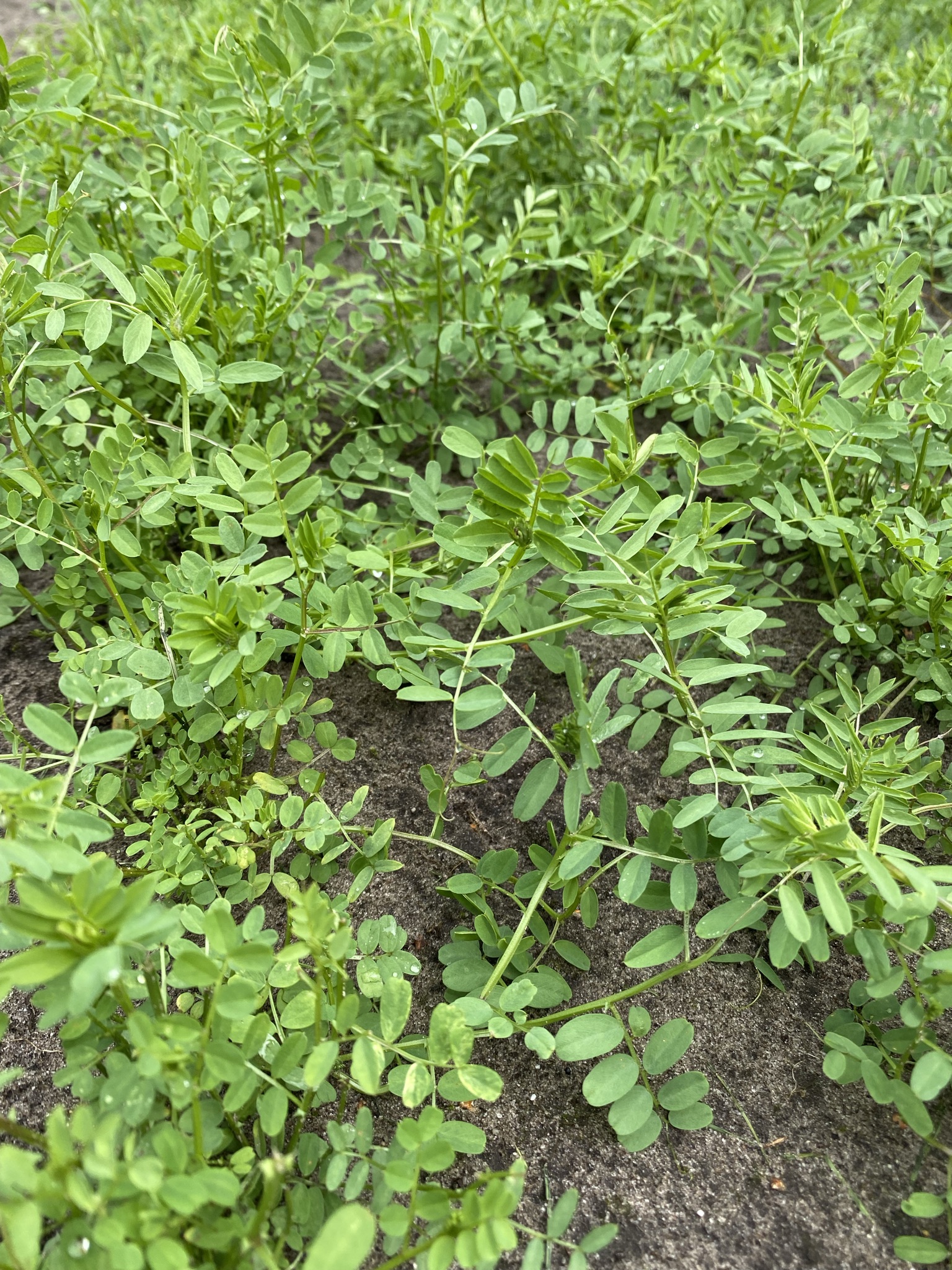 Paarse wikke - Zaadhandel Neutkens BV | Webshop