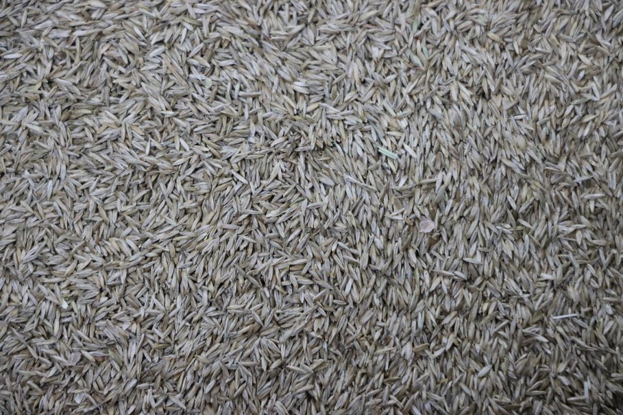 Veldbeemdgras Chester - Zaadhandel Neutkens BV | Webshop