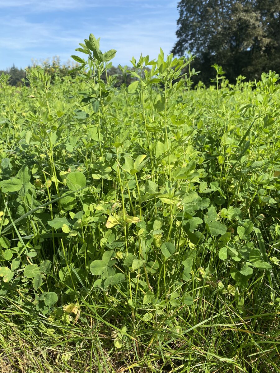 Optima Luzerne - Biologisch - Zaadhandel Neutkens BV | Webshop