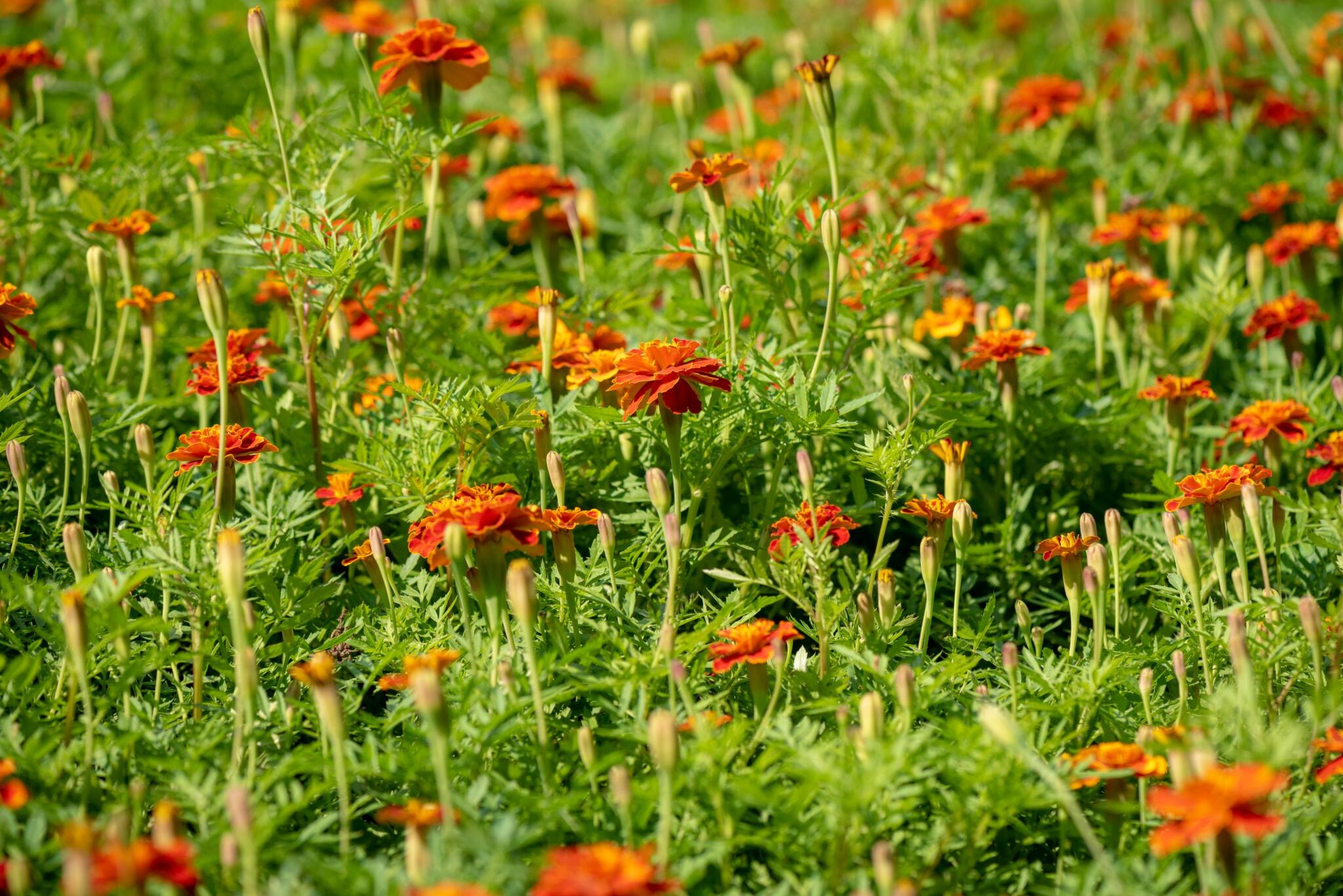 Tagetes Patula 'Sparky' - Zaadhandel Neutkens BV | Webshop