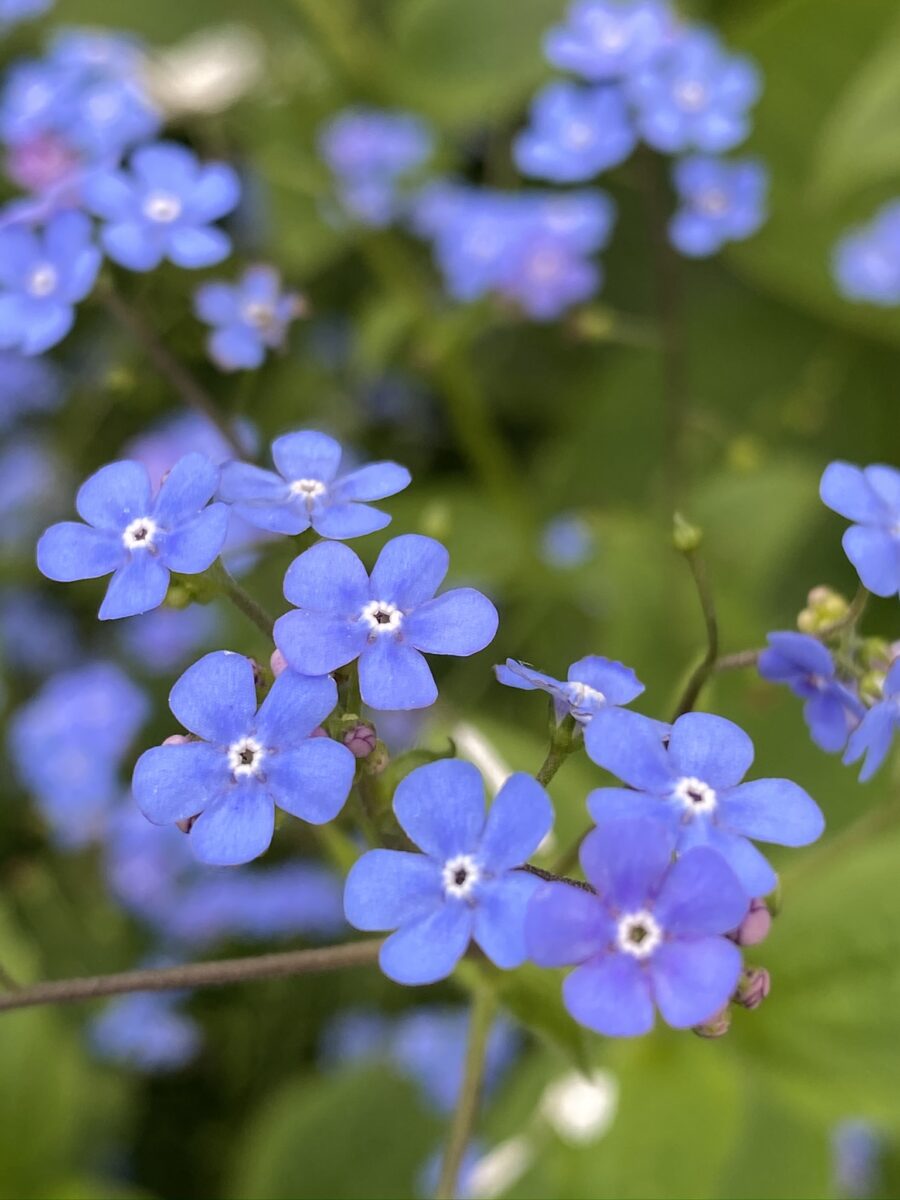 Vergeet-me-nietje - Zaadhandel Neutkens BV | Webshop