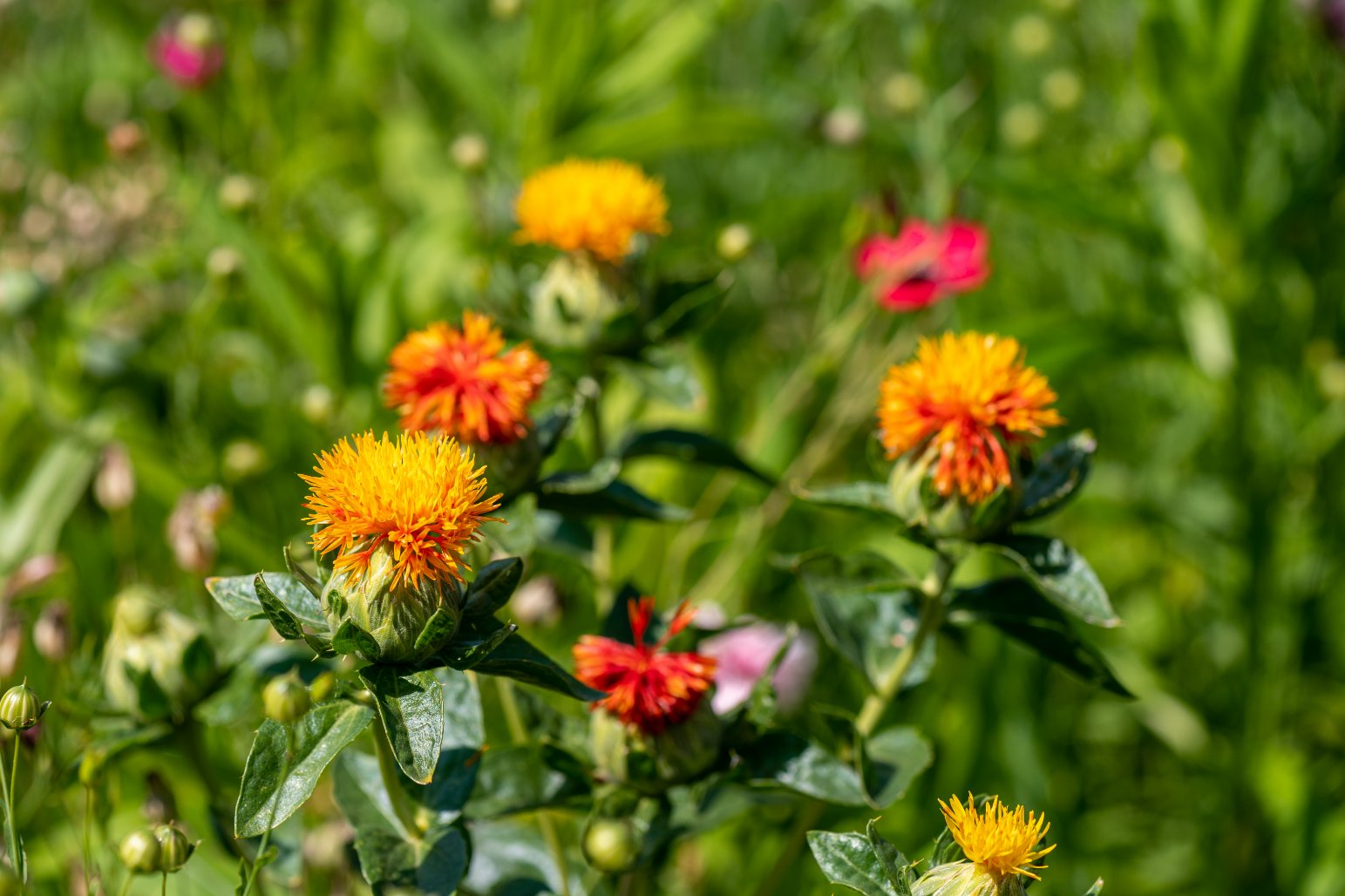 Saffloer - Zaadhandel Neutkens BV | Webshop